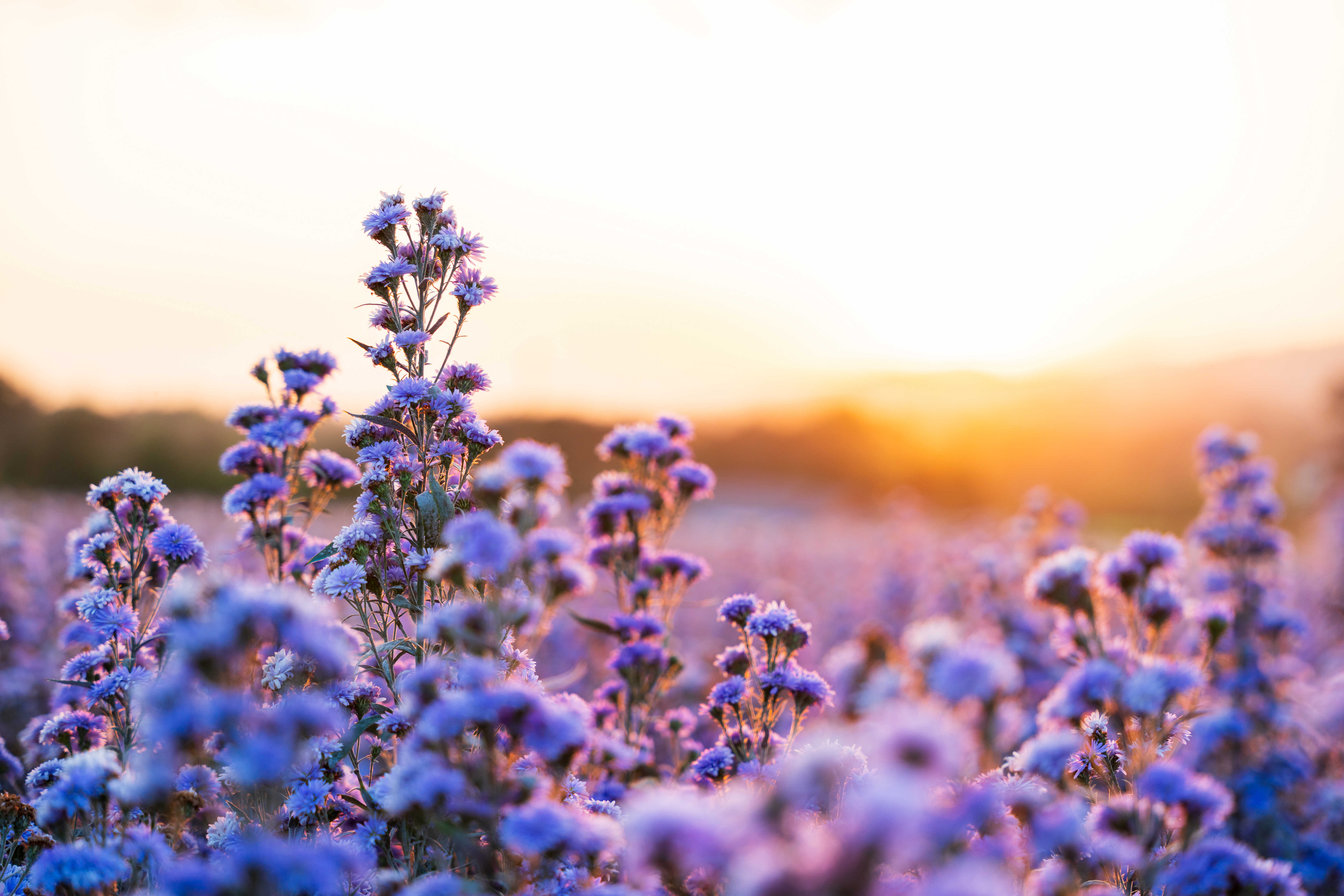 Pure Cremation of Wisconsin